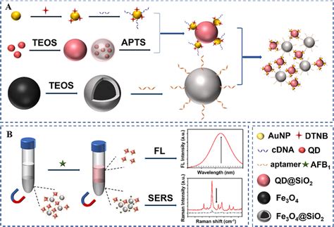 A The Aptasensor Synthesis Process And B Afb1 Detection Process