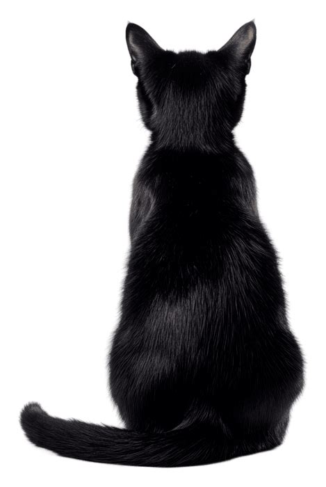 Cat Back Pngs For Free Download