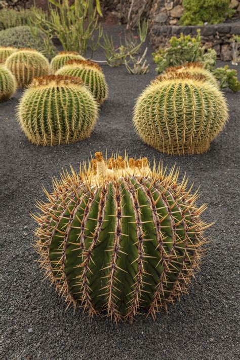 34 Sharp Cactus Garden Ideas Cactus Garden Cactus Cactus Plants