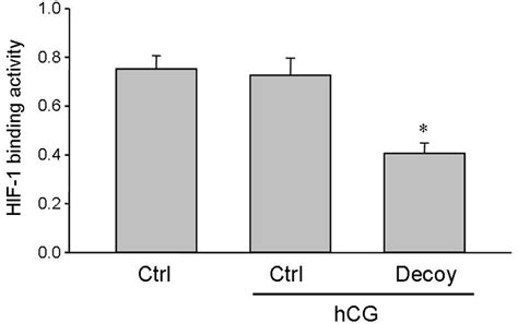 Effects Of Transfection Of Hif 1α Decoy Odns On Hif 1 Binding Activity Effects Of Transfection Of Hif 1α Decoy Odns On Hif 1 Binding Activity