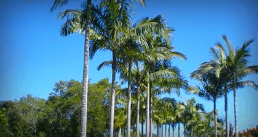 Our Tree Care Maintenance Services Jim S Trees NZ