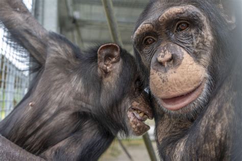 El Ser Humano Debe Entender Que Un Chimpancé Debe Vivir Con Los Suyos