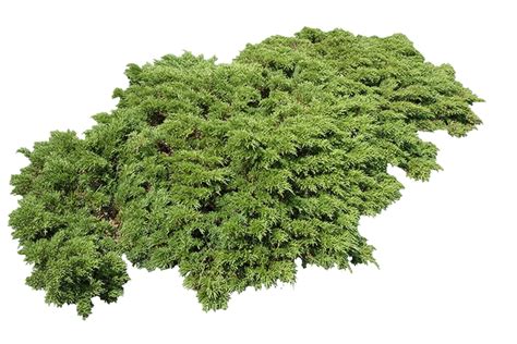 Juniper Mini Arcadia Juniperus Sabina Mini Arcadia Growing Guide