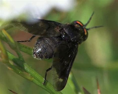 Chrysops Caecutiens Splayed Deerfly Identification Images Ecology Control