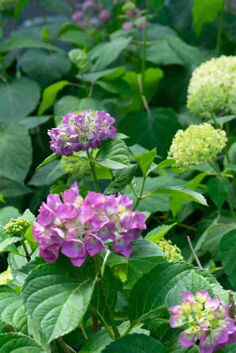 Top 5 Hydrangeas To Attract Pollinators Hydrangea Love