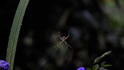 Spider Web Cobweb Free Stock Video Pixabay