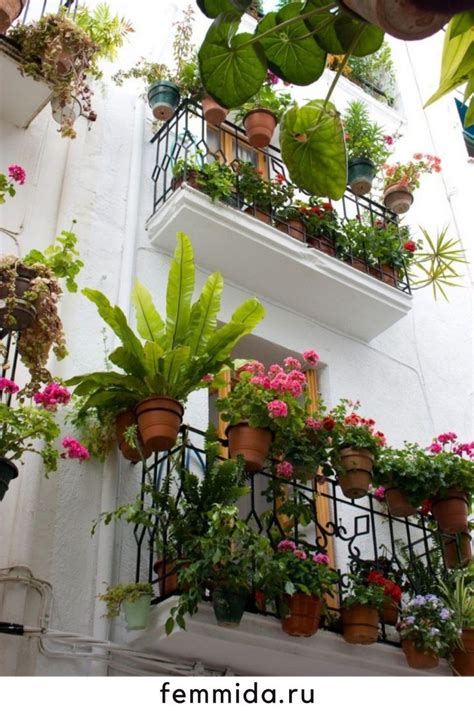 Лучшие идеи озеленения балкона Балконные растения Идеи озеленения Квартирное садоводство
