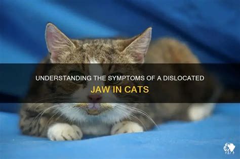 Understanding The Symptoms Of A Dislocated Jaw In Cats Petshun