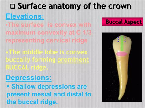Permanent Mandibular First Premolar And Differences Between First And Second Premolar Pptx