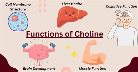Choline — Rich Foods Supplements Health Benefits And Functions