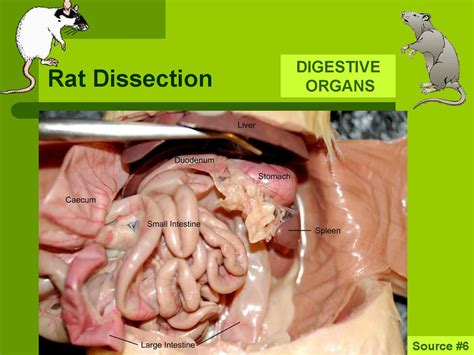 Rat Dissection Online Presentation