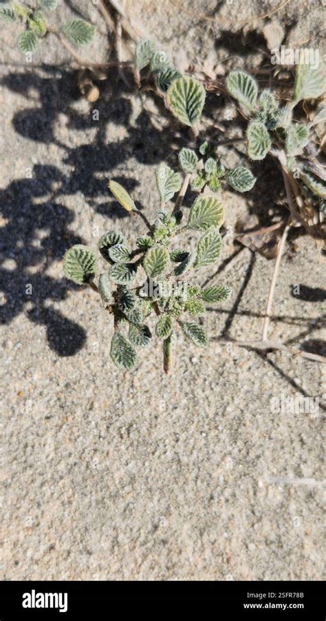 Fan Leaved Tiquilia Tiquilia Plicata Plantae Indio Ca Usa Stock