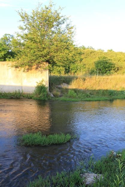 Premium Photo A Body Of Water With A Tree Growing On It