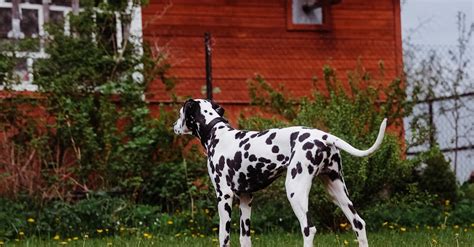 Ruptured Cruciate Ligament In Dogs Dial A Vet