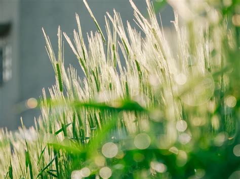 Dew Wheat Agriculture Free Photo On Pixabay Pixabay