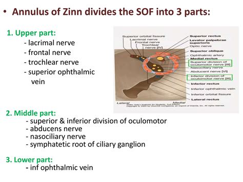 Anatomy Of Orbit And Its Clinical Applications Pptx