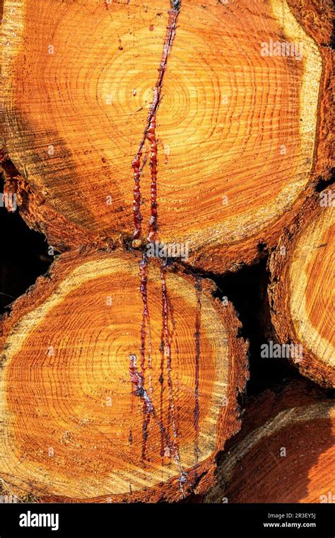 Raw Material Wood Tree Trunk Cut Surface Resin Stock Photo Alamy