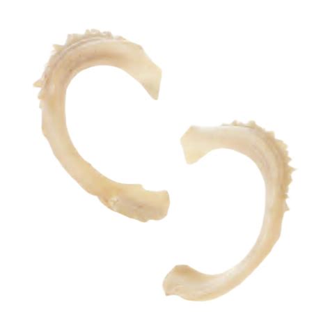 قیمت و خرید خاک و بذر گل همیشه بهار طرح شازده کوچولو مدل پروانه به