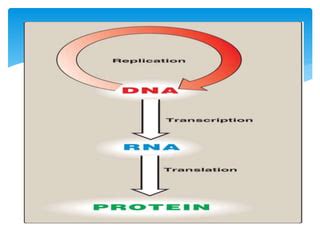 DNA Pptx