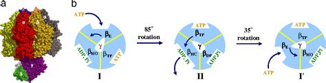 Figure 1 From How Subunit Coupling Produces The γ Subunit Rotary Motion In F1 Atpase Semantic