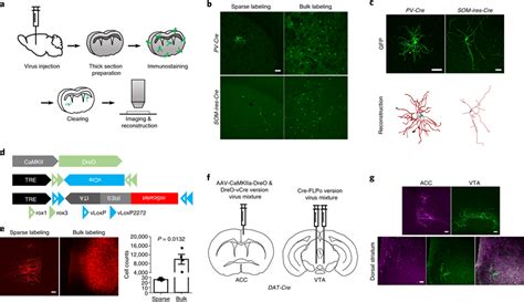 Extending The Dual Aav Sparse Labeling System To Tissue Clearing