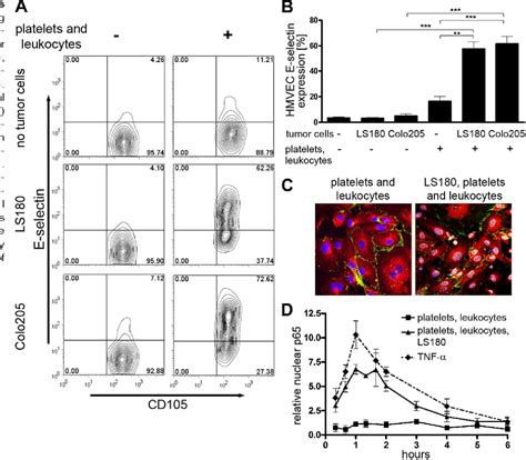 Figure 1 From Selectin Mediated Activation Of Endothelial Cells Induces Expression Of Ccl5 And