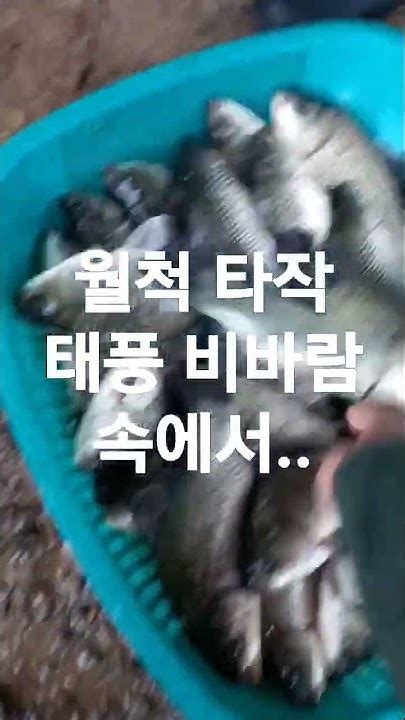 비와바람 물 오름수위에 고기터졌다 Youtube