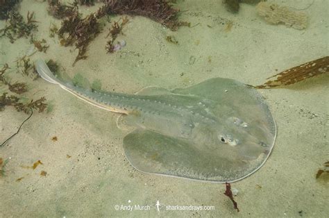 Thornback Ray Platyrhinoidis Triseriata