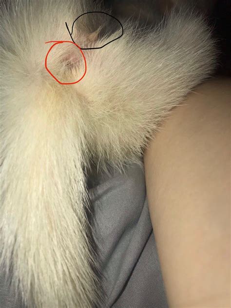 I Have Had This Ferret For 8 Months Now And I Am Questioning His Sex