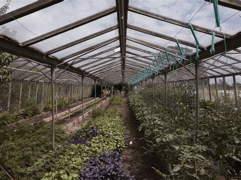 Tom Bunning Photography Fern Verrow I