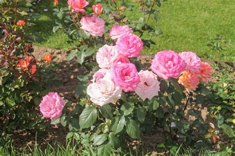 Gurzuf – Rose-Biblio