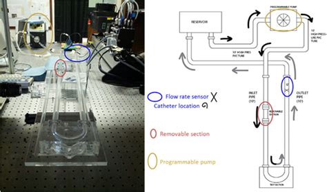Image And Schematic Illustration Of Experimental Pulsatile Flow Setup Download Scientific