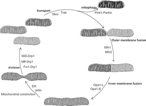 Figure 1 From Mitochondrial Dynamics And Their Potential As A