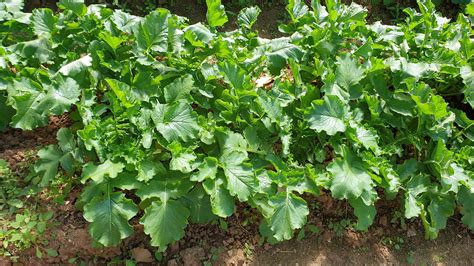 무우 채소 야채 Pixabay의 무료 사진 Pixabay