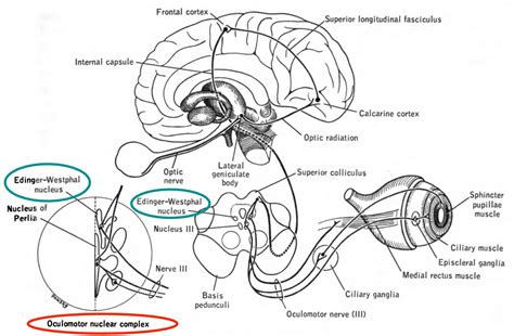 Oculomotor Nerve Anatomy Illustrations And Diagrams Of The 12 Pairs Of