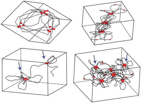 Topological Ordering Of DNA Around The Foci Upper Panels