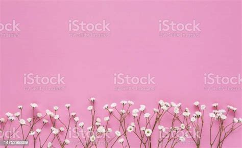 분홍색 배경에 흰색 Gypsophila입니다 축하 여성의 날 어머니의 날 발렌타인 데이 생일 공간을 복사합니다 0명에 대한 스톡 사진 및 기타 이미지 Istock