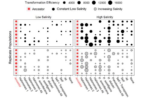Variation In Transformation Efficiency Transformation Efficiency For