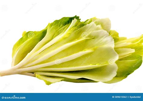 Fresh Endive On Clean White Backdrop Visually Stunning For Ads And