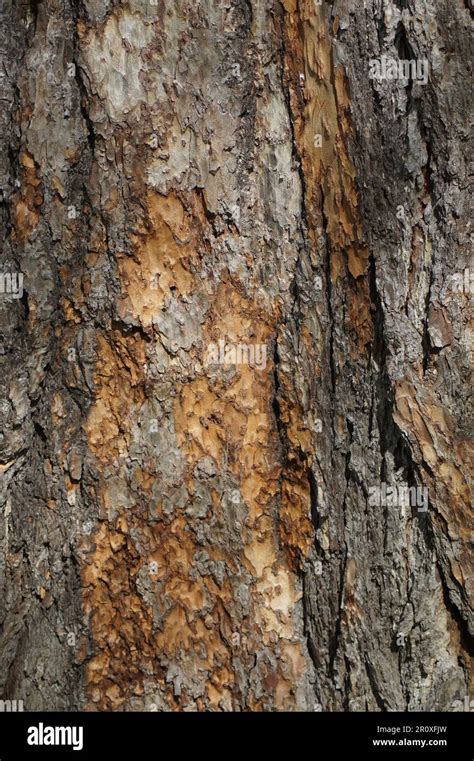 Photo Of Tree Bark Different Surface Structure Stock Photo Alamy
