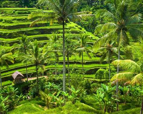 Bali Vs Thailand The Ultimate Guide 2025 Breathing Travel