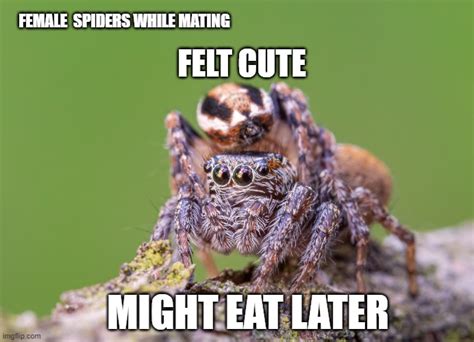 Do Male Spiders Fake Romance In The Hope Of Having Sex ScienceABC