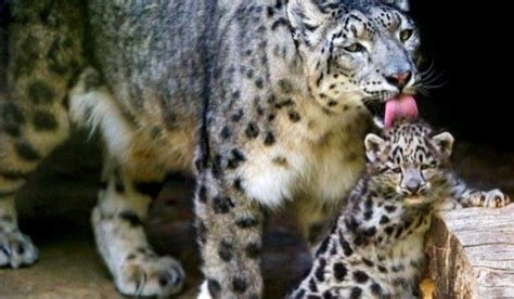 Pin By Vera Waldon On Kitties Snow Leopard Leopard Pictures Rare Cats