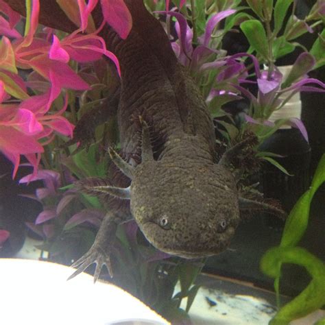 Silly Axolotls