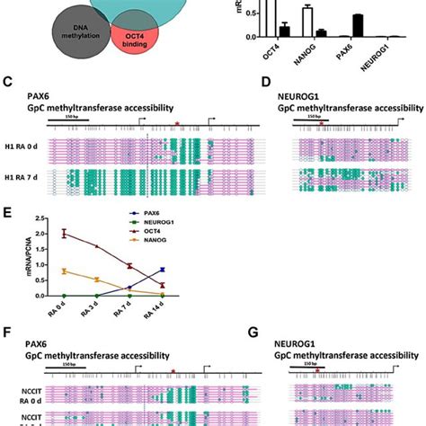 oct4 target genes show distinctive nucleosome occupancy patterns that