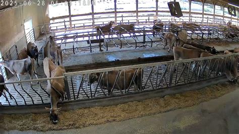 Detect Cows Object Detection Dataset By Cow Monitor