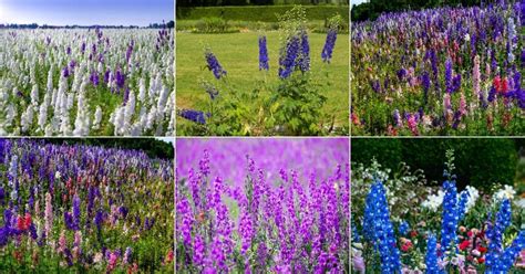 Rocket Larkspur Growing Guide Where To Buy