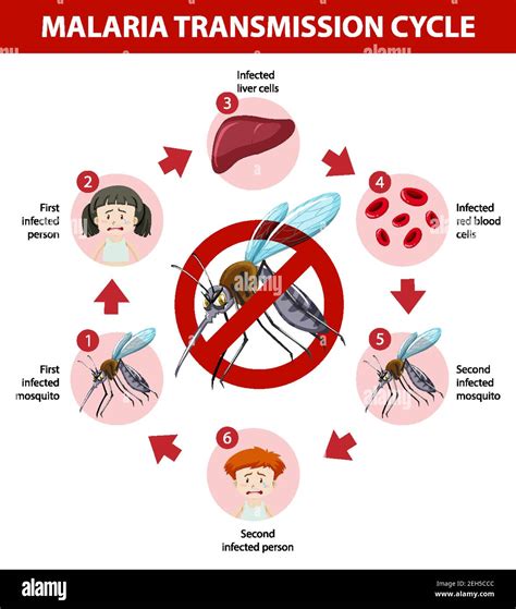 Malaria Transmission Cycle Information Infographic Illustration Stock