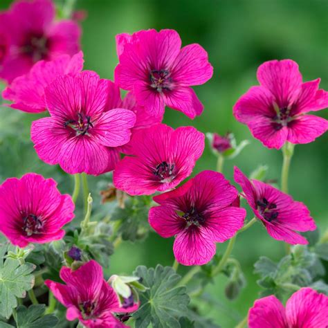 Buy Premium Quality Geranium Cinereum Jolly Jewel Raspberry From Dutch Bulbs