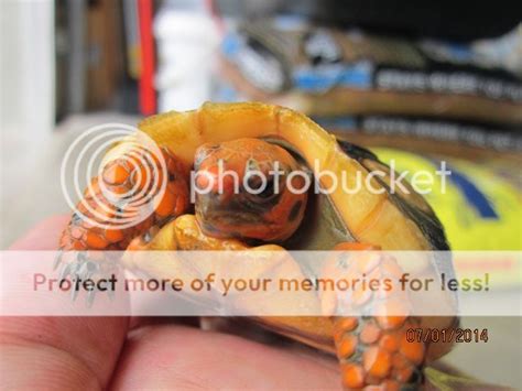 Shell Deformities Tortoise Forum